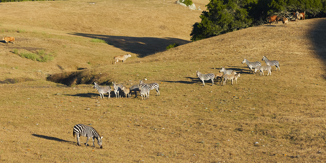 Hearst Ranch Winery | Visit California