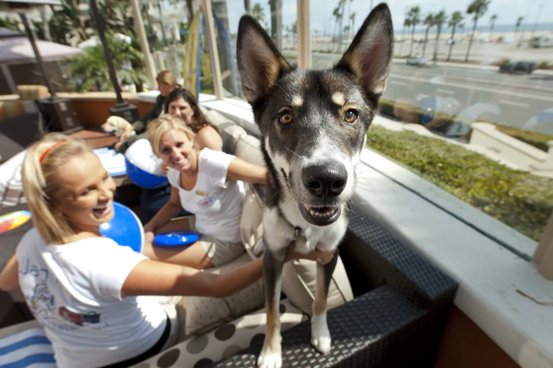 Dog friendly store