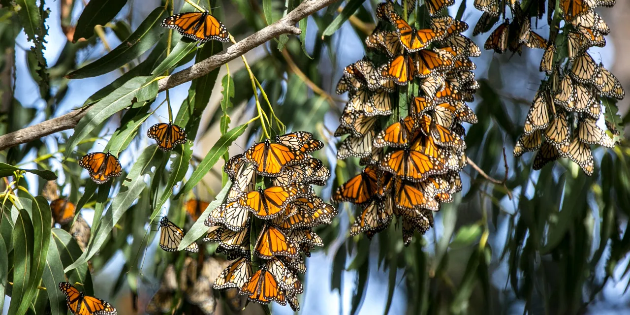 monarch migration limited