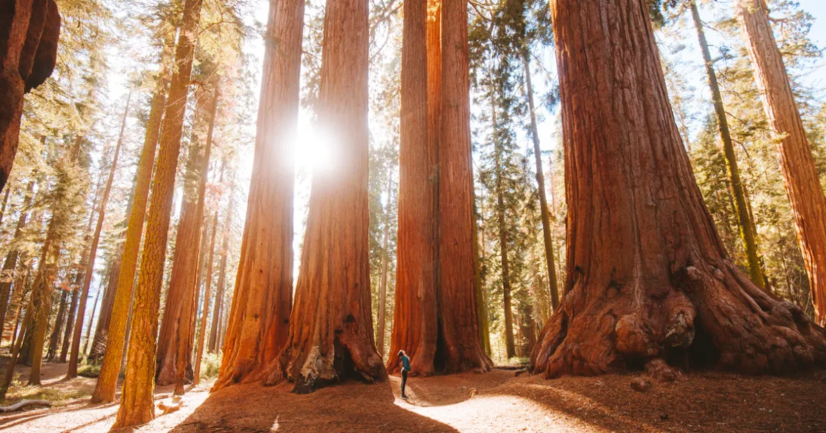 5 Remarkable California Trees | Visit California