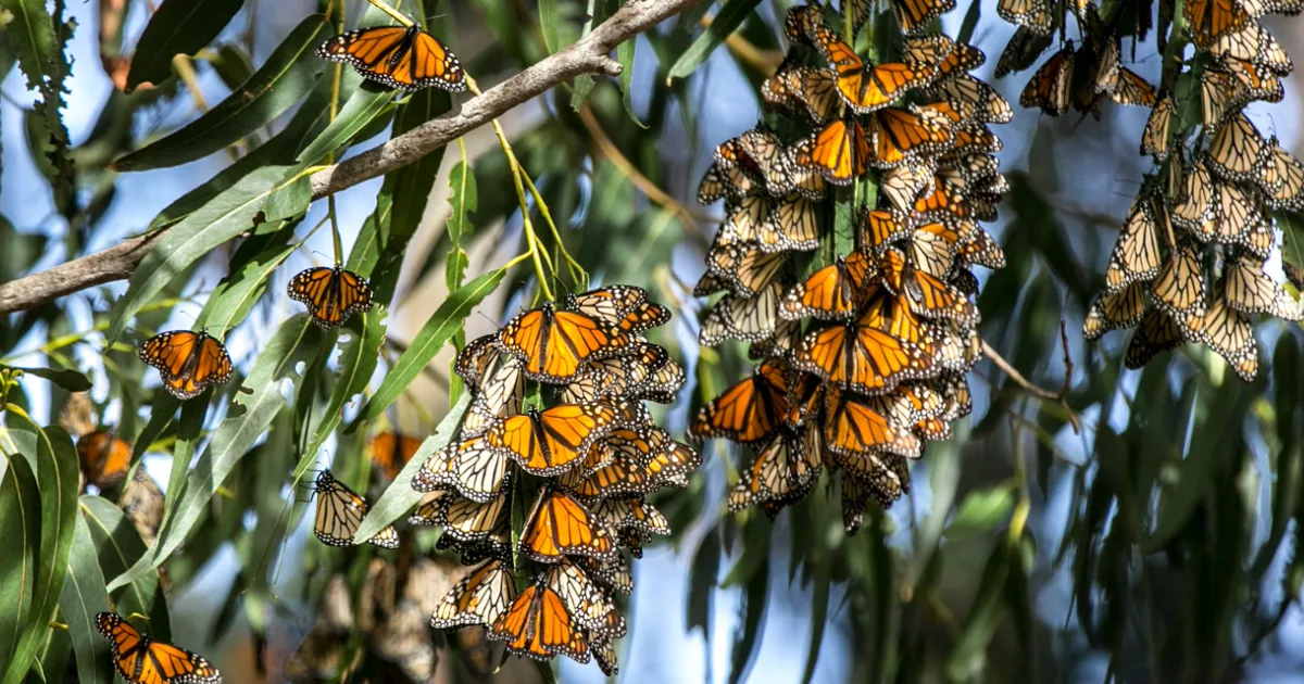 monarch migration ltd