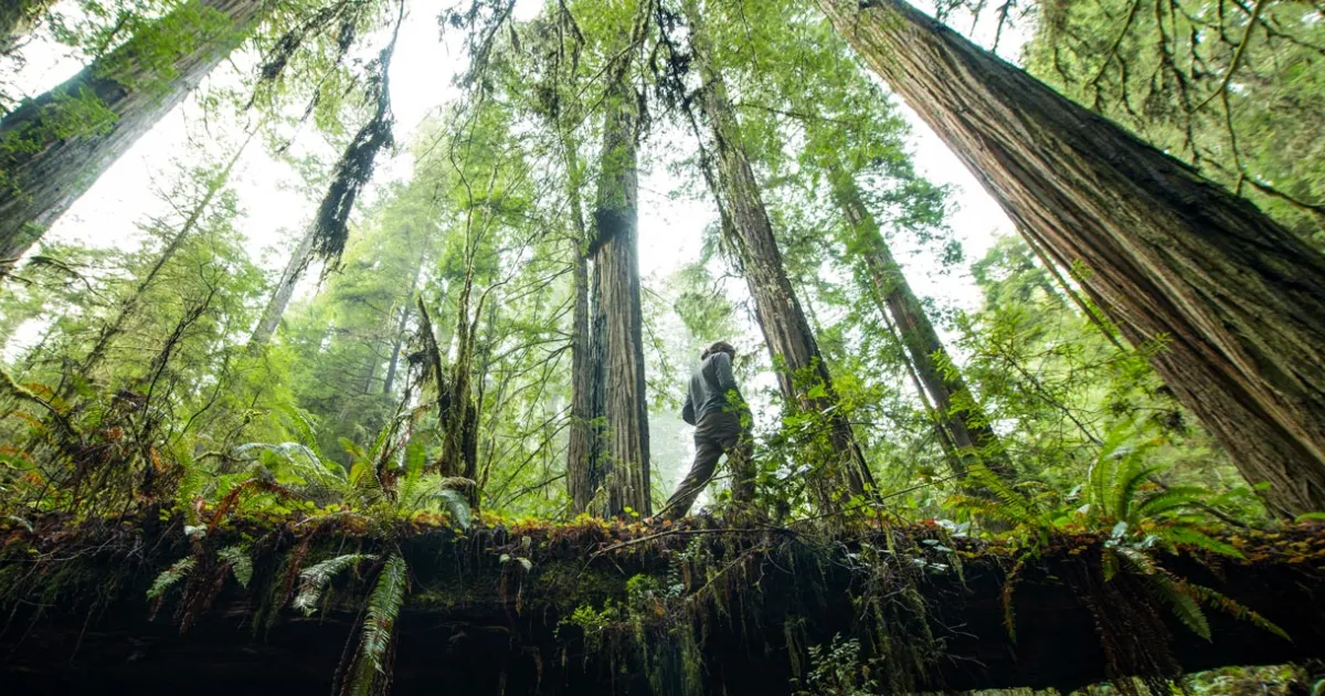 Jedediah Smith Redwoods State Park