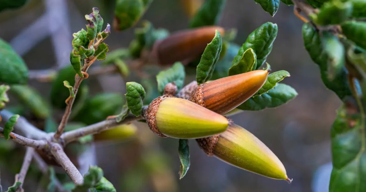 Acorns and Native American Culture