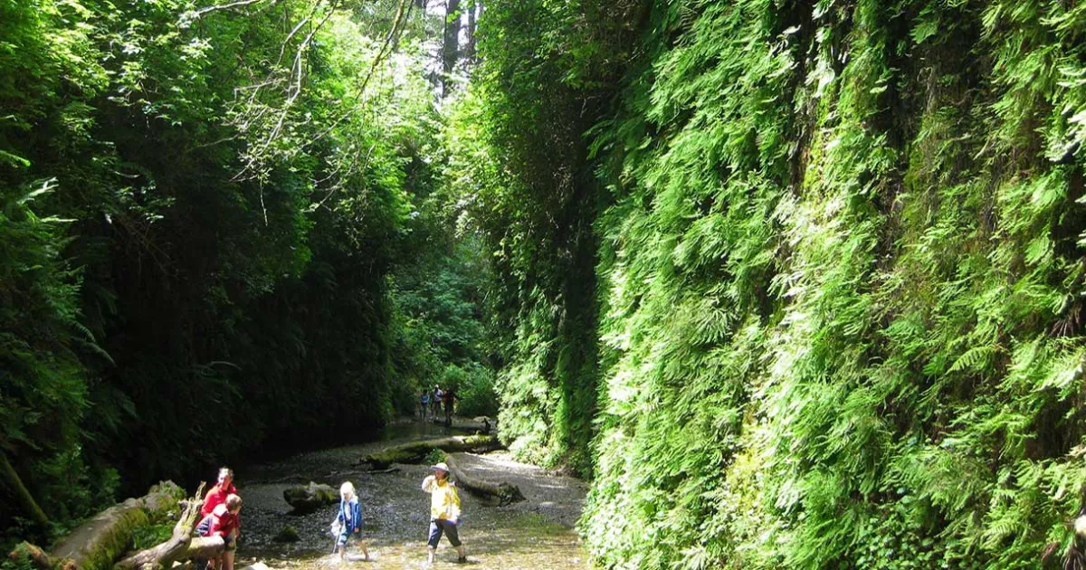 Hike to see Fern Canyon, a Hidden Paradise on California’s North Coast ...