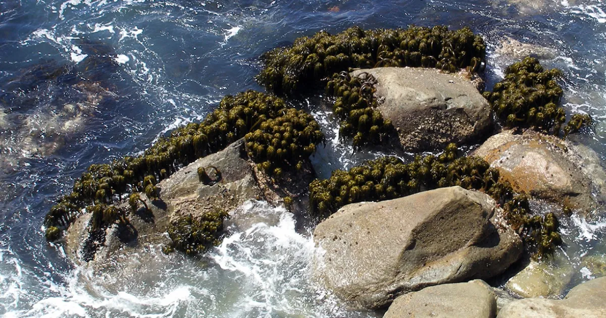 Salt Point State Park | Visit California