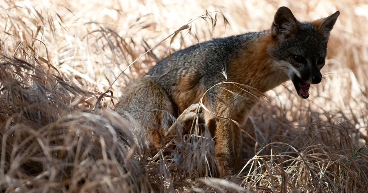 Programa Island Fox | Visit California