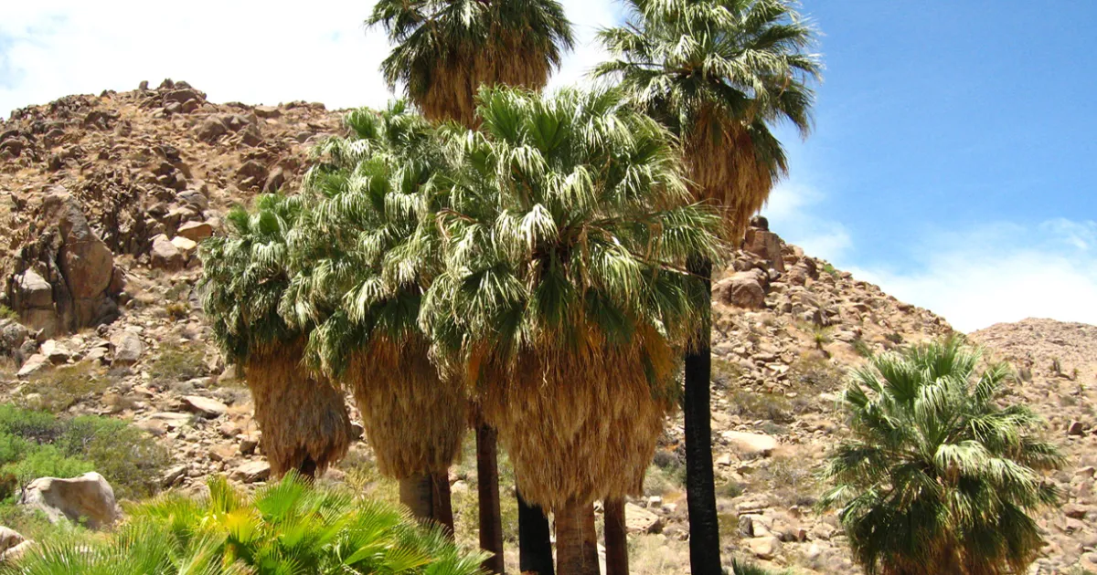desert palm