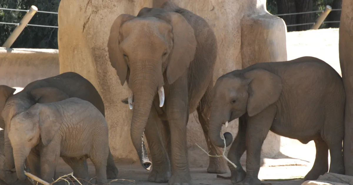 Stay Overnight at the Roar & Snore Safari