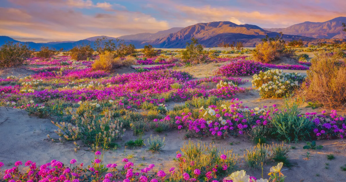 Spring wildflowers store