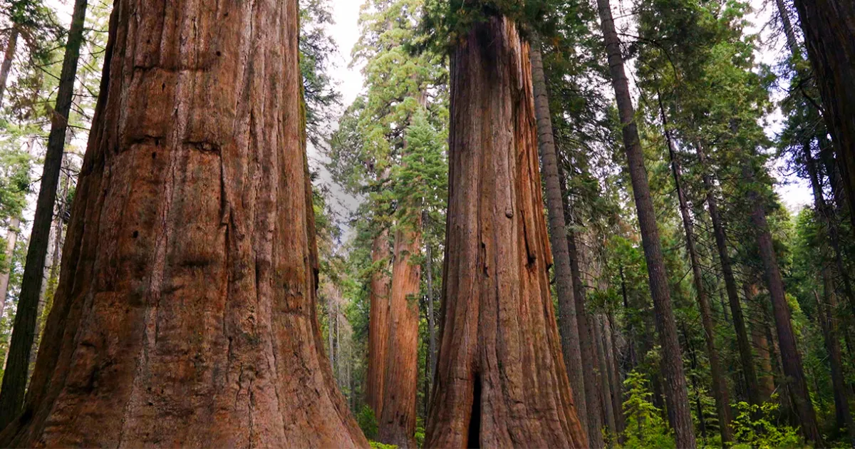 Calaveras Big Trees State Park