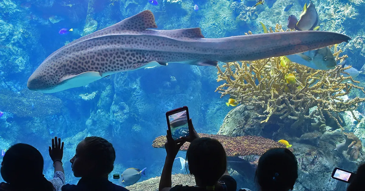 Visite el Aquarium of the Pacific, el acuario más grande del sur de ...