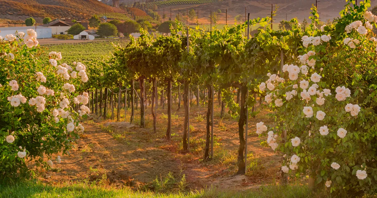 Explore Temecula Valley Wine Country on a Guided Tour